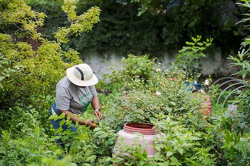 Building Community Capacity Through Farming [Class in Online] @ New ...
