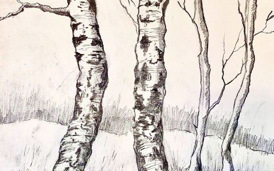 Beginners Drawing: How to Draw Birch Trees [Class in Online] @ The Art ...