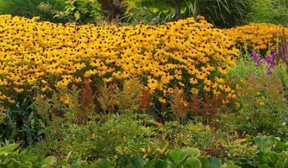 Native Plants 101: Pollinator Pathways [Class in Online] @ UW Botanic ...