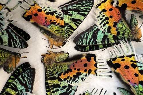 Sunset Moth Preservation and Shabowbox [Class in NYC] @ Gotham ...