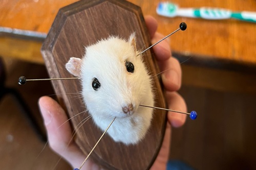 Rat Taxidermy [Class in NYC] @ Gotham Taxidermy | CourseHorse