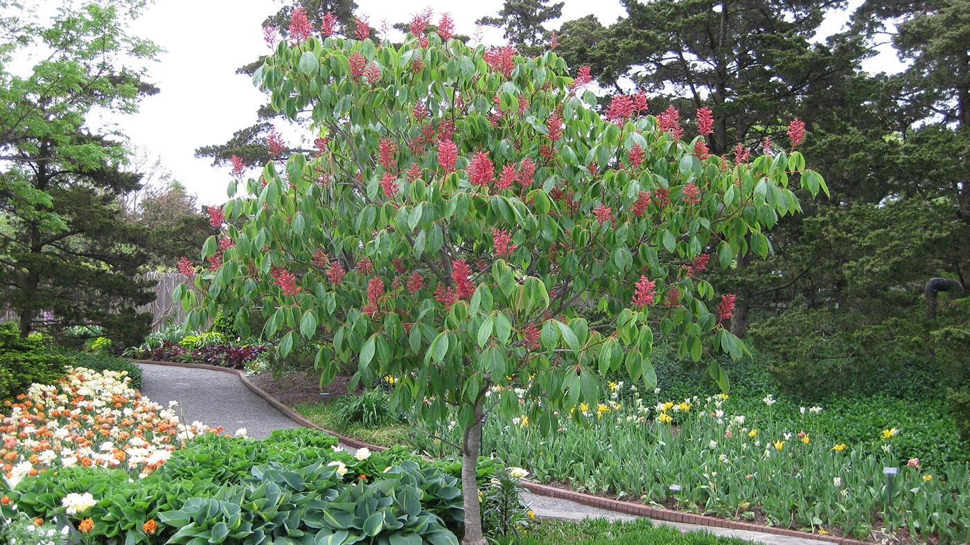 Focal Point Plants [Class in Online] @ Chicago Botanic Garden | CourseHorse