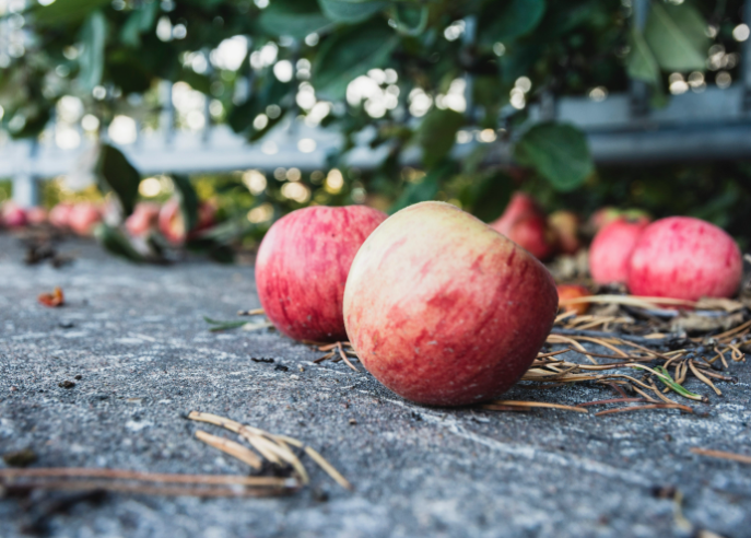 Urban Ecosystems| Living Among the Plants, Animals [Class in NYC ...