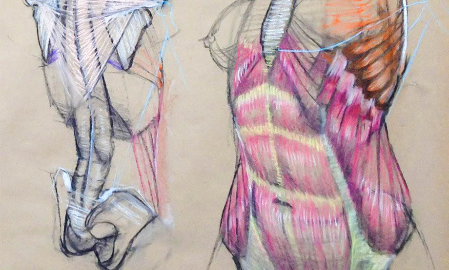 Dynamic Core: Drawing the Figure from the Inside Out [Class in NYC ...